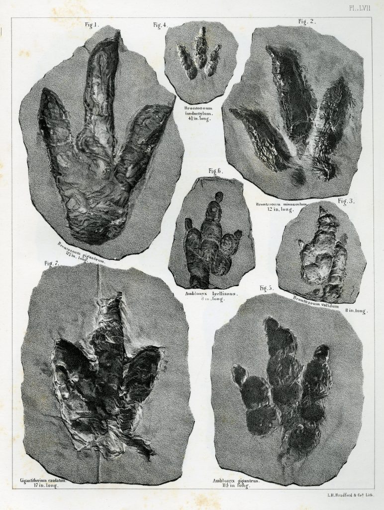 Ichnology pl LVII at 300 dpi - PVMA Deerfield